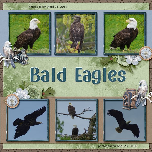 14-4-Bald Eagles small.jpg | GingerScraps Forums